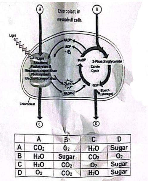 NUMS MDCAT 2024 PAPER - MDCAT1