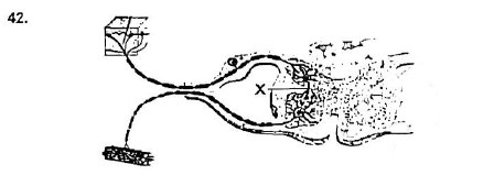 NUMS MDCAT 2024 PAPER - Page 5 of 12 - MDCAT1